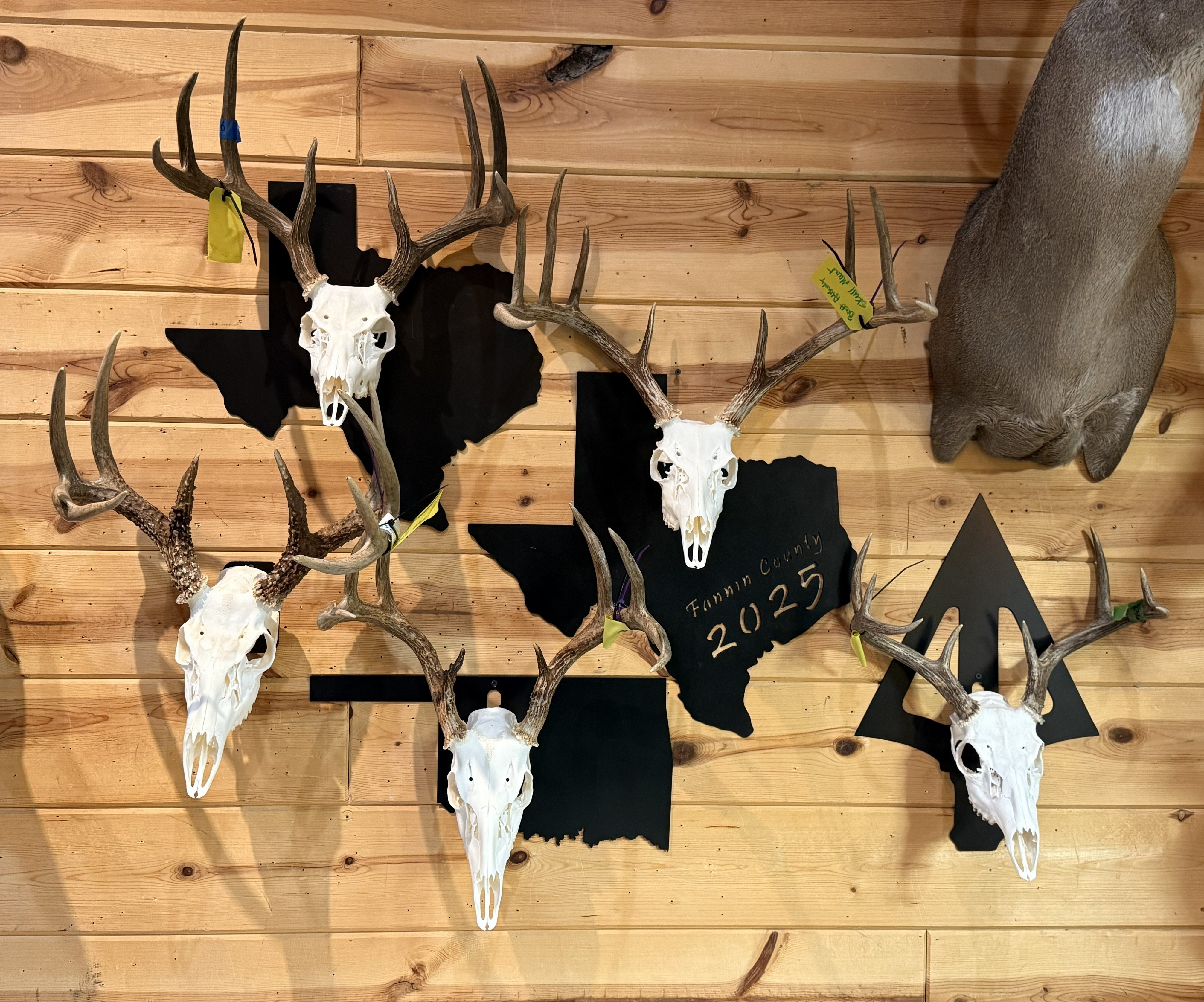 Euro Skull Mounts – SRT Metalworks